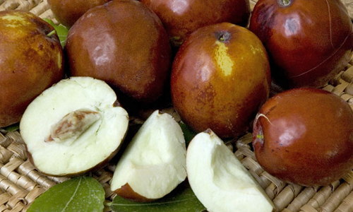 JUJUBE: Unusual and Attractive, Fruit Bearing Tree – Rock Castles